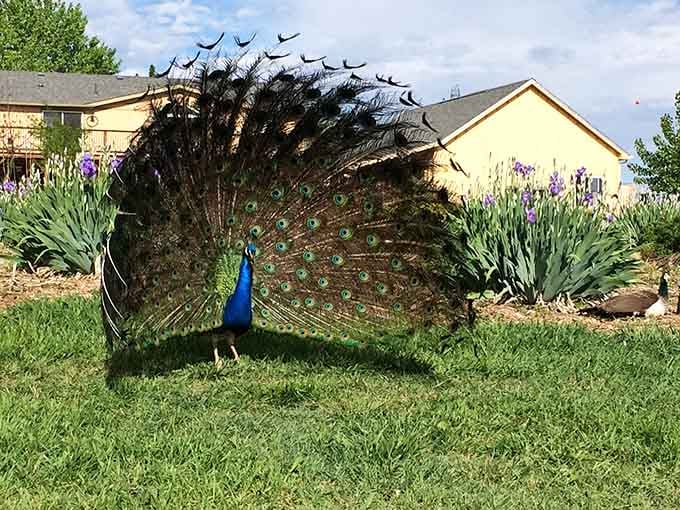 That moment a peacock fans out his feathers and suddenly everyone forgets what they were doing. Pure showmanship.