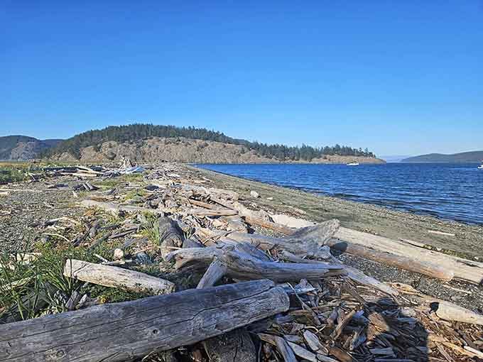 Driftwood sculptures courtesy of Mother Nature, who apparently moonlights as an abstract artist with excellent taste.