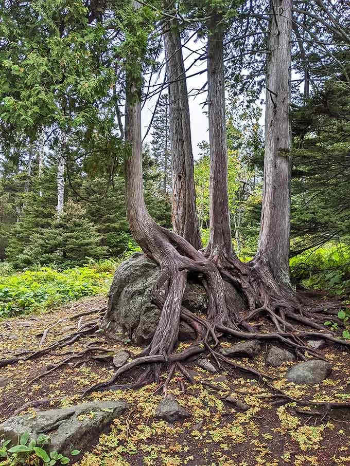 These gnarled cedar roots have been hugging this boulder for centuries, proving that nature's grip is absolutely unshakeable.