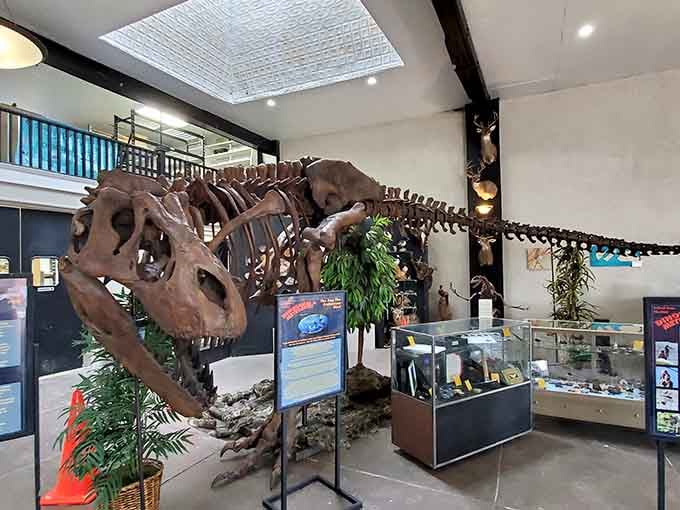 The T. rex skeleton greets every visitor like it owns the place, because it basically does.