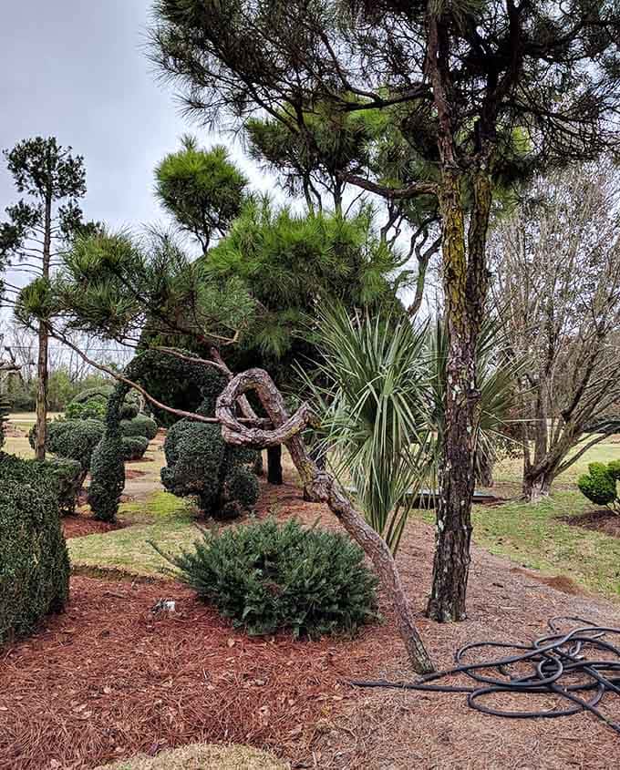 That knotted pine branch looks like it tied itself into a bow just to impress you, and honestly, it worked.
