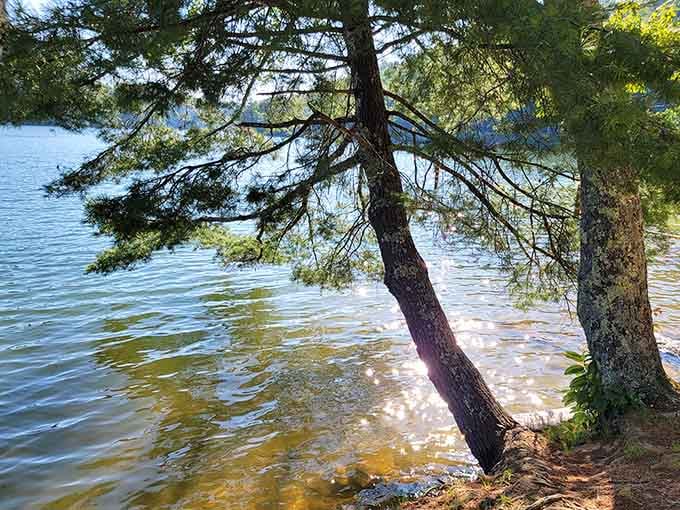 When the sunlight hits Lake Glenville just right, even the trees lean in for a better look.