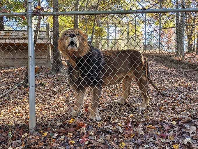 That magnificent mane, that lifted chin, that open mouth. This Alabama lion is absolutely announcing his presence to the whole county.