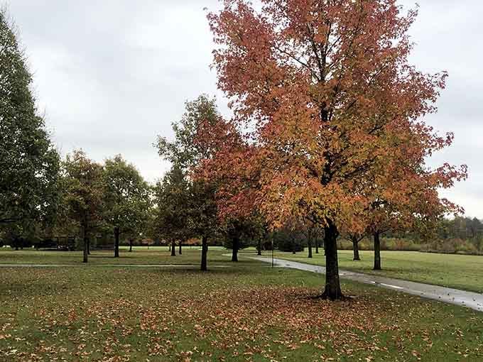 Fall foliage in Kyle Park doing its absolute best impression of a painting you'd pay good money to hang in your living room.