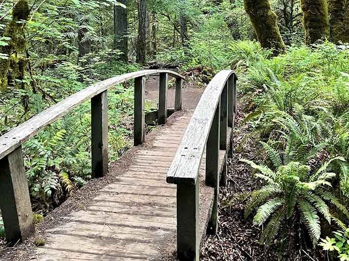 These charming wooden bridges wind through the forest like something from a storybook adventure tale.