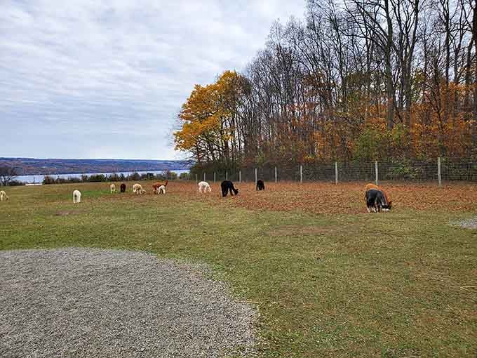 Alpacas grazing with Cayuga Lake shimmering behind them, proof that upstate New York is basically a painting you can walk into.