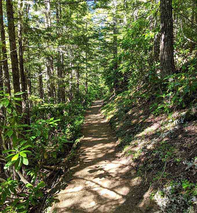 Dappled sunlight, towering conifers, and a trail so peaceful it almost feels like the forest is welcoming you personally.