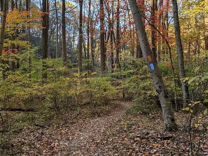 Blue and orange blazes on the trees keep you on track. Nature's version of a GPS, basically.