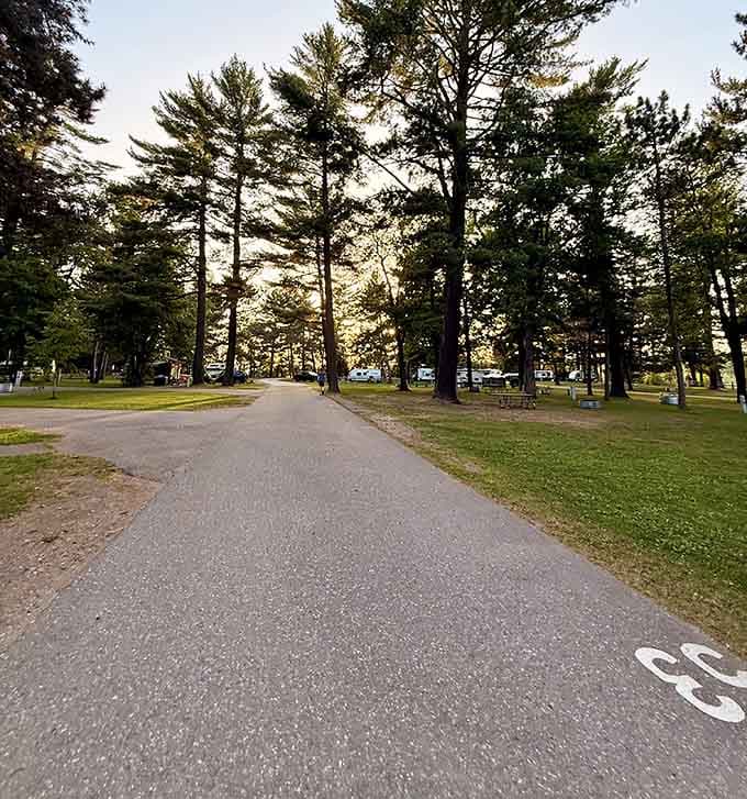 The campground roads wind through towering pines like nature's own welcome mat, inviting you deeper into paradise.