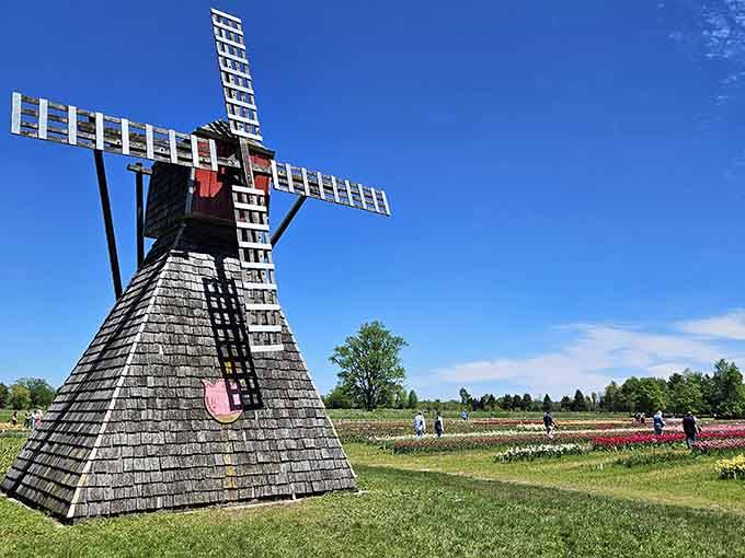 This windmill means business, standing guard over one of Michigan's most jaw-dropping spring spectacles.