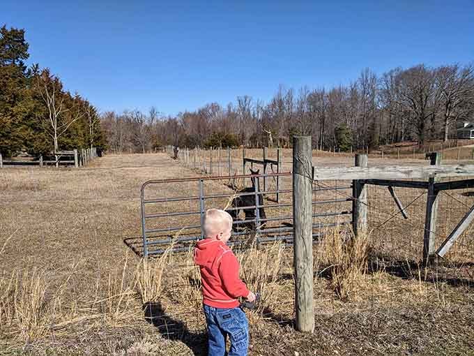 Pure wonder on a small face. Nothing beats a child's first encounter with a real farm animal.