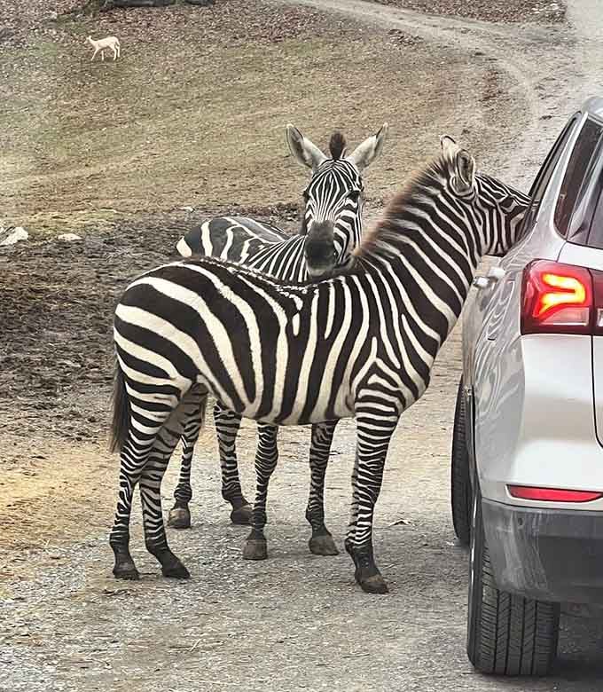 These zebras have perfected the art of the photobomb, positioning themselves like they're auditioning for National Geographic.