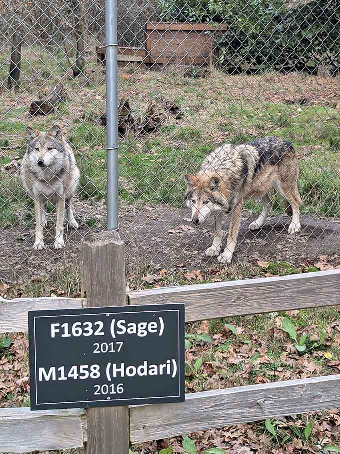 Sage and Hodari demonstrate the complex social bonds that make wolf packs function like tight-knit families with fascinating dynamics.