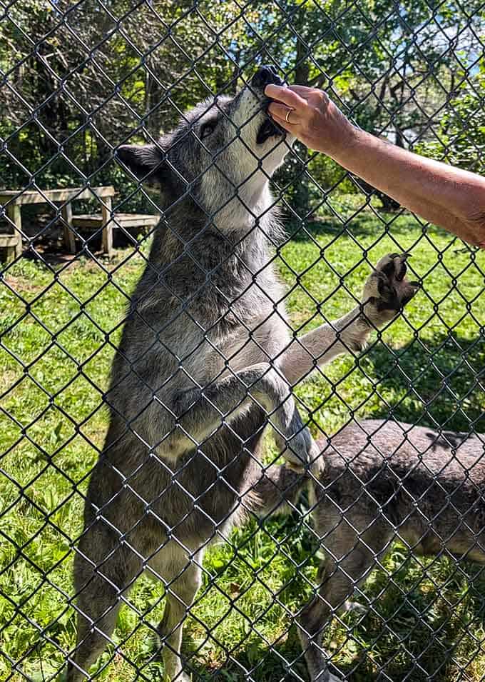 When a wolf stands up to say hello, your phone camera suddenly feels very inadequate.