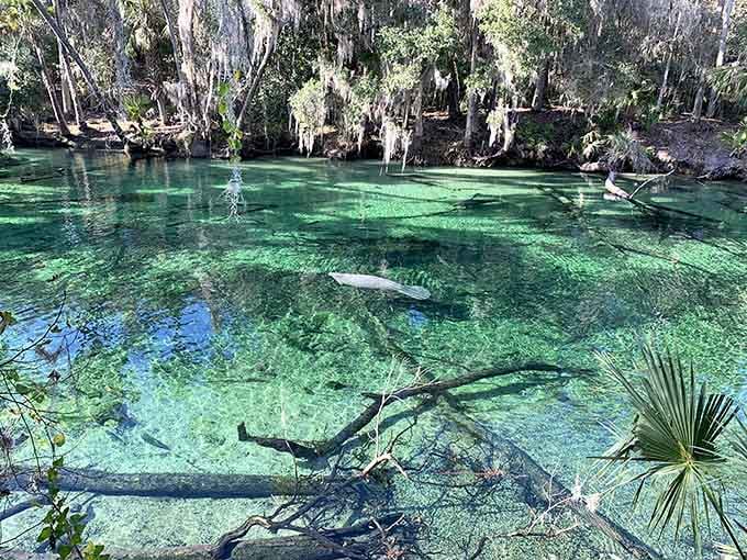 Spanish moss hangs overhead while a lone manatee cruises below &ndash; Old Florida at its most authentically beautiful.