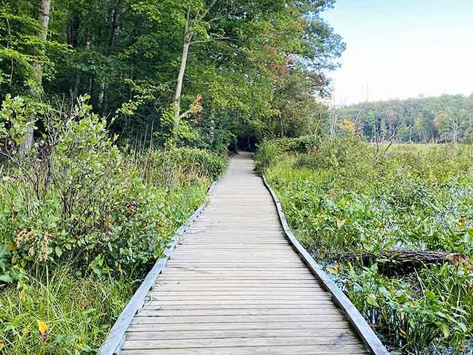 This gentle boardwalk curves through lush wetland grasses at Calvert Cliffs, nature's own version of a perfectly designed hallway.