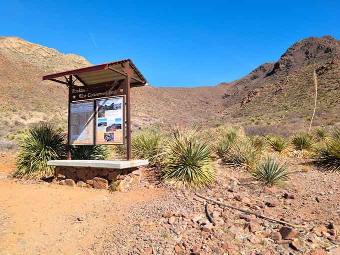 Desert mountains frame the trailhead where yucca plants stand guard, marking the entrance to urban wilderness adventures ahead.