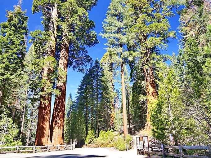 Perfect blue sky meets ancient forest where the trees have been photobombing visitors since before cameras were invented.