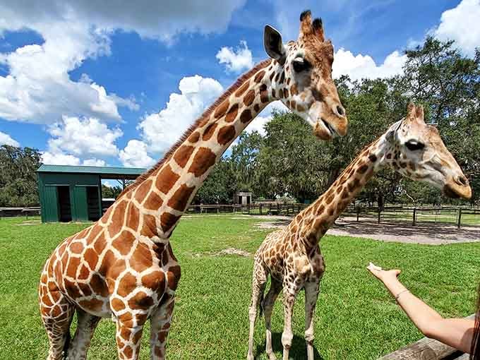 Getting this close to giraffes feels like winning the lottery, except the prize has eyelashes and a purple tongue.