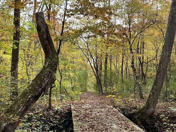 Fallen leaves carpeting this Holliday Lake boardwalk make every autumn step feel like walking through a painting.