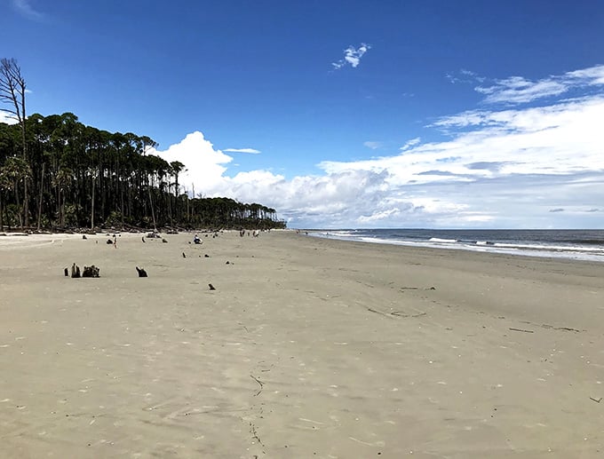 Ancient maritime forest meets endless beach where driftwood sculptures tell stories older than our beach vacations.