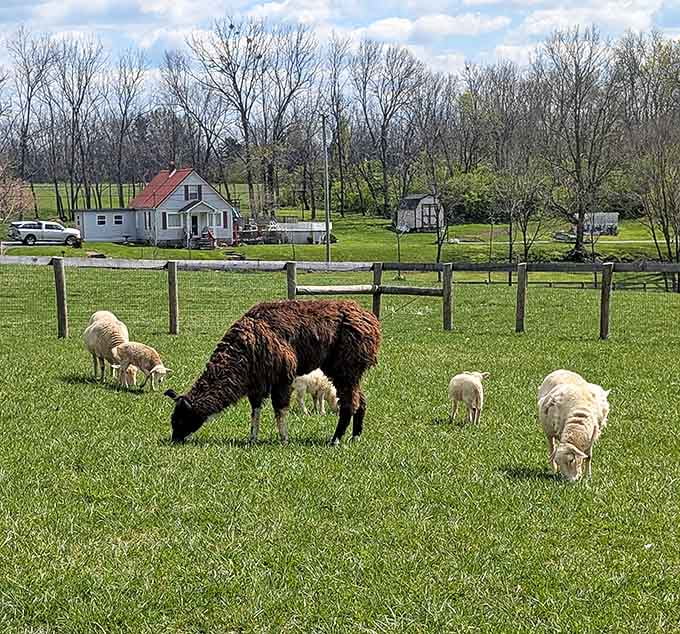 One llama, several lambs, and a farmhouse with a red roof. This is the countryside calendar photo you've been waiting for.