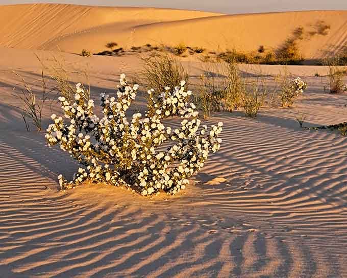 A lone flowering shrub blooms defiantly against rippling golden dunes, proving West Texas has serious style.