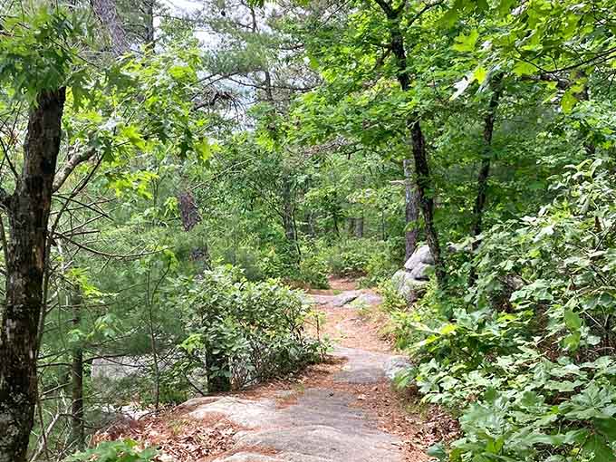 Granite boulders and lush green canopy crowd this Mount Misery path, making every step feel genuinely earned and rewarding.
