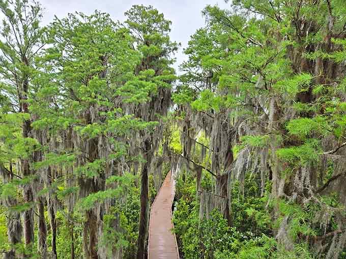 The boardwalk stretches into cypress forests where Spanish moss hangs like nature's own Halloween decorations year-round.