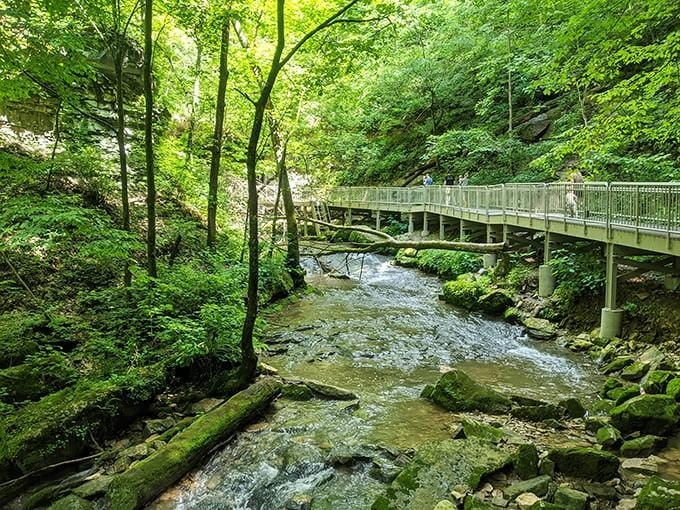 A rushing creek, mossy logs, and a sturdy footbridge remind you that nature builds the best hallways.