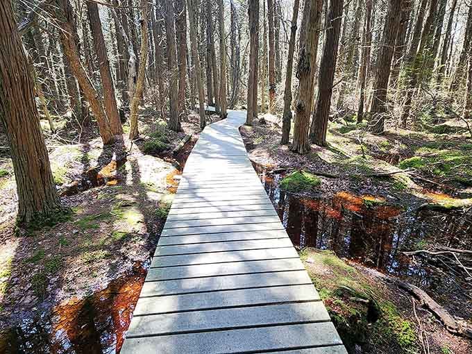 A wooden boardwalk winds through towering cedars, creating a peaceful pathway that feels like nature's own cathedral aisle.