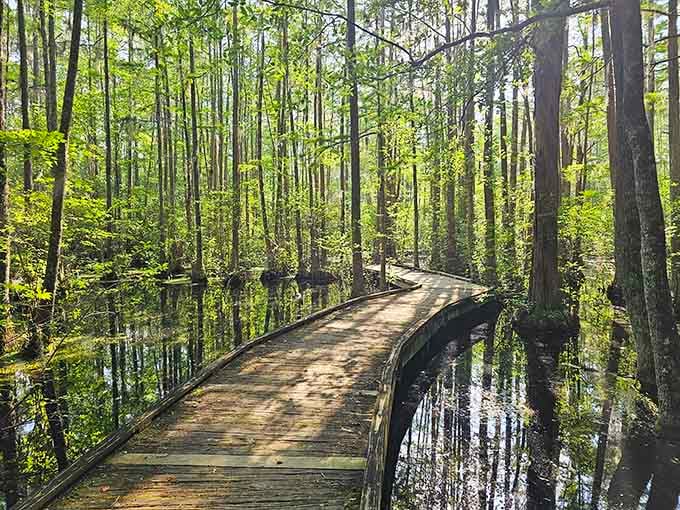 Woods Bay's boardwalk curves through the cypress forest like a gentle invitation to slow down and pay attention.