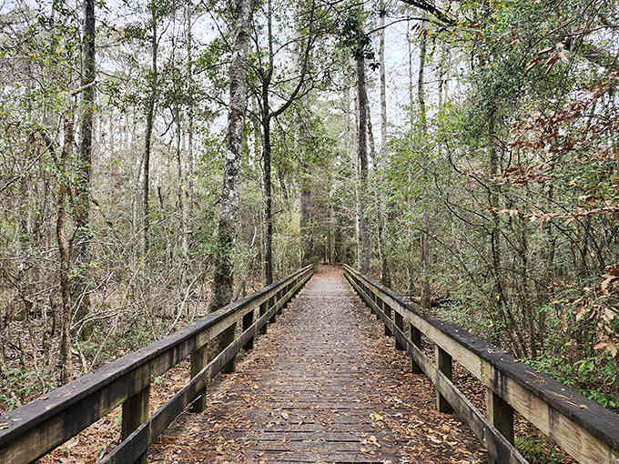 The boardwalk stretches into a forest so thick you half expect Tarzan to swing by for lunch.