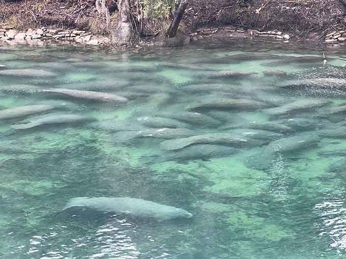These gentle giants gather like old friends at a coffee shop, seeking warmth in the emerald spring waters.
