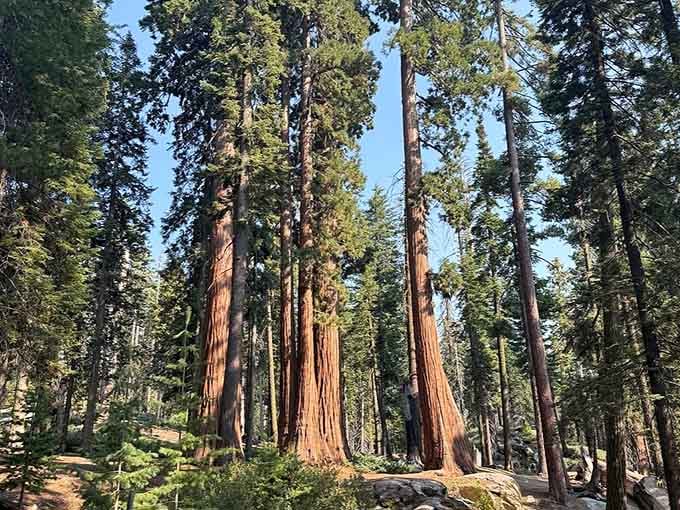 This grove's peaceful pathways let you wander among giants without feeling like you're in a crowded theme park.