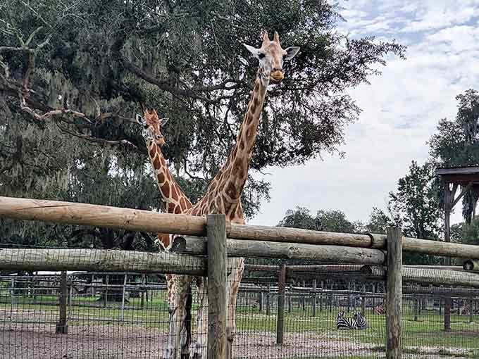 Those Spanish moss-draped oaks frame the giraffes perfectly, creating a scene straight from an African savanna postcard.