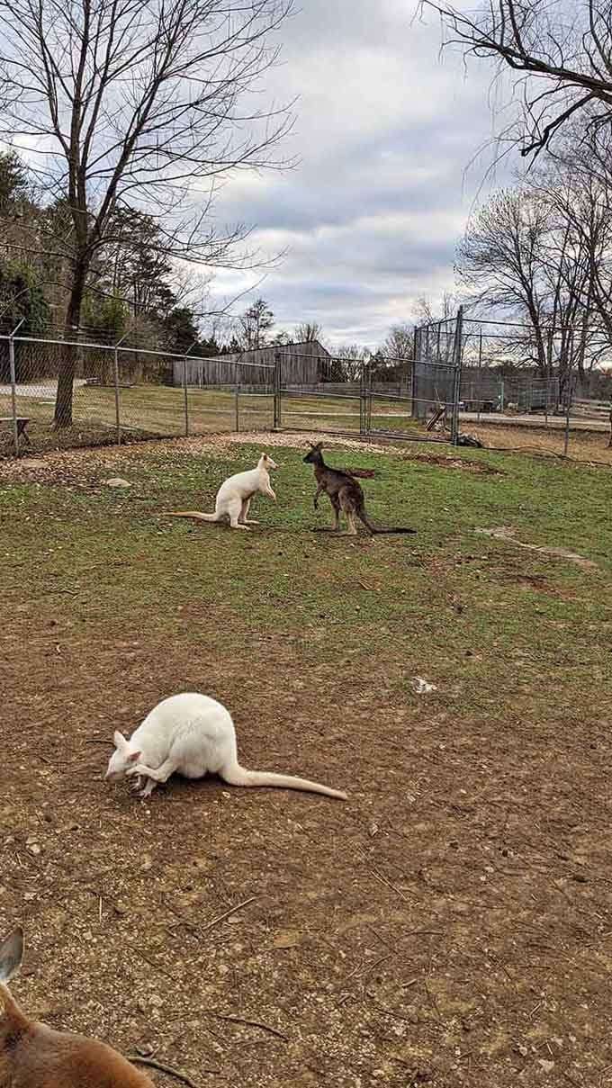 These curious marsupials hopping around their enclosure prove that Australia came to Kentucky and decided to stay awhile.