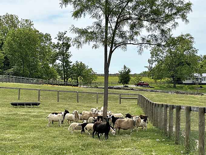Sheep clustering around a young tree like it's the most interesting thing in the county. Honestly, relatable.