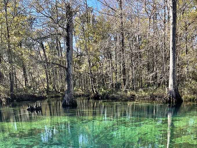 Bare winter cypress trees reflected perfectly in glassy green spring water, proof that this magical place looks incredible in every single season.