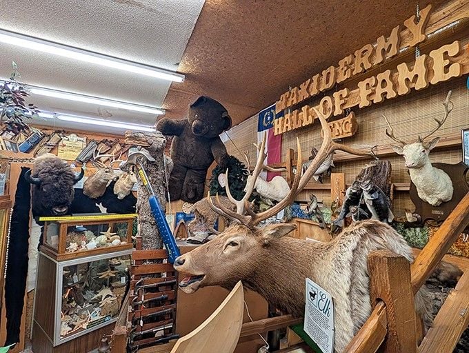Inside the Taxidermy Hall of Fame, a magnificent elk presides over a bear, bison, and white deer like nature's own awards ceremony.