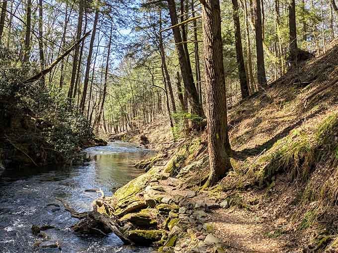 Sunlight dances on this crystal-clear stream, creating a scene so peaceful you'll forget your phone exists.