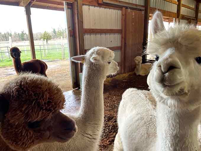 Inside the barn, curious faces gather like they're auditioning for a feel-good family movie.