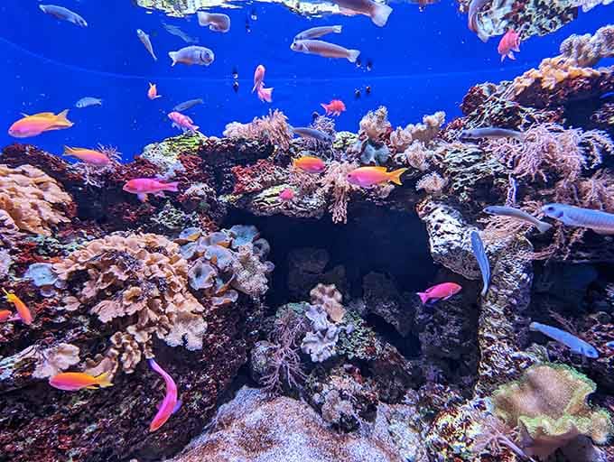 Neon orange, hot pink, electric blue, this coral reef exhibit makes your average fish tank look like a sad goldfish bowl.