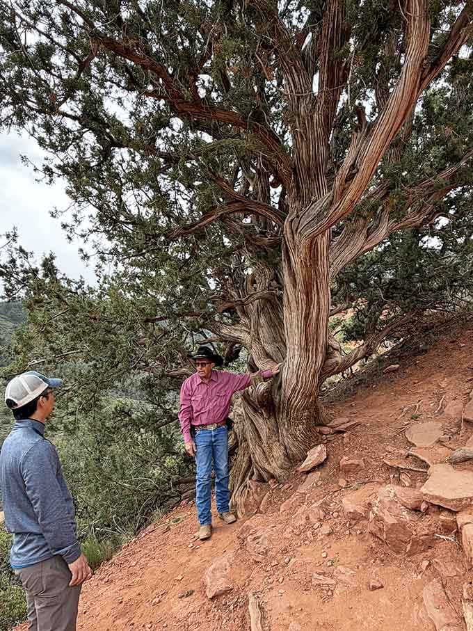 This ancient juniper tree has seen more Sedona sunsets than any of us ever will. Respect.