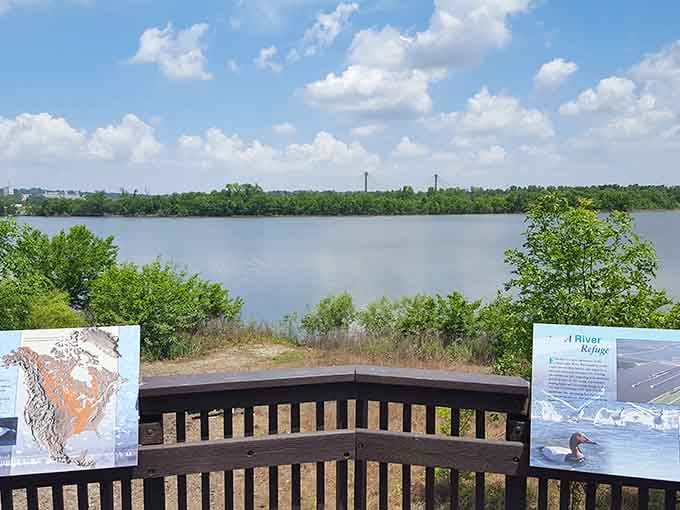 The overlook provides front-row seats to where two mighty rivers meet, creating Missouri's most underrated natural attraction.