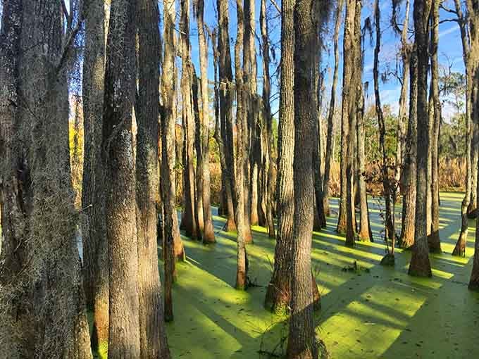 Bald cypress trees standing tall in blackwater, wearing Spanish moss like they've been dressing this way for centuries.
