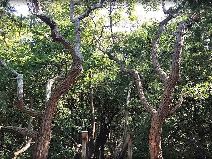 These gnarled, wind-sculpted trees look like they've been doing yoga for a hundred years and absolutely nailing it.
