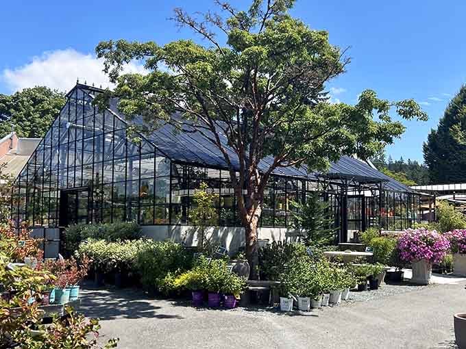 Those greenhouse glass panels catch the light just right. Even the building knows how to show off.