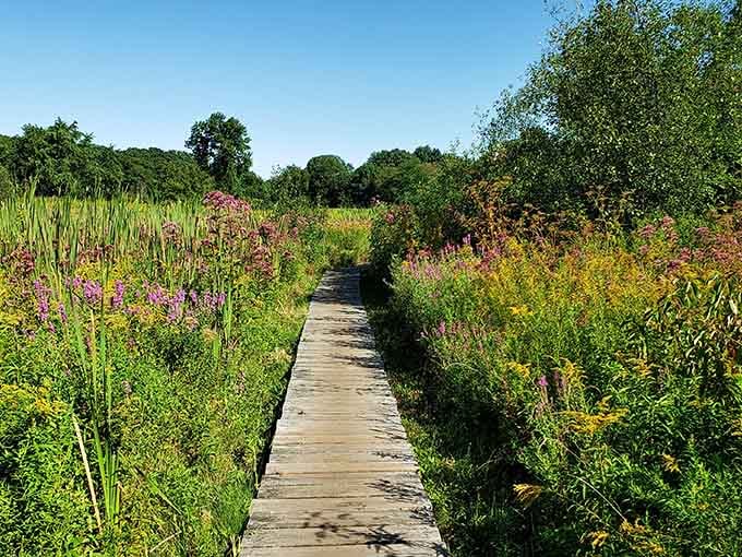 Wooden boardwalks wind through wildflower meadows, proving nature's best therapy doesn't require a prescription or copay.