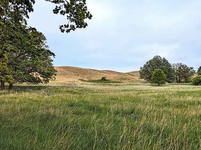 Rolling golden hills, scattered oaks, and a sky that goes on forever. Your eyes will need a moment to process all of this.